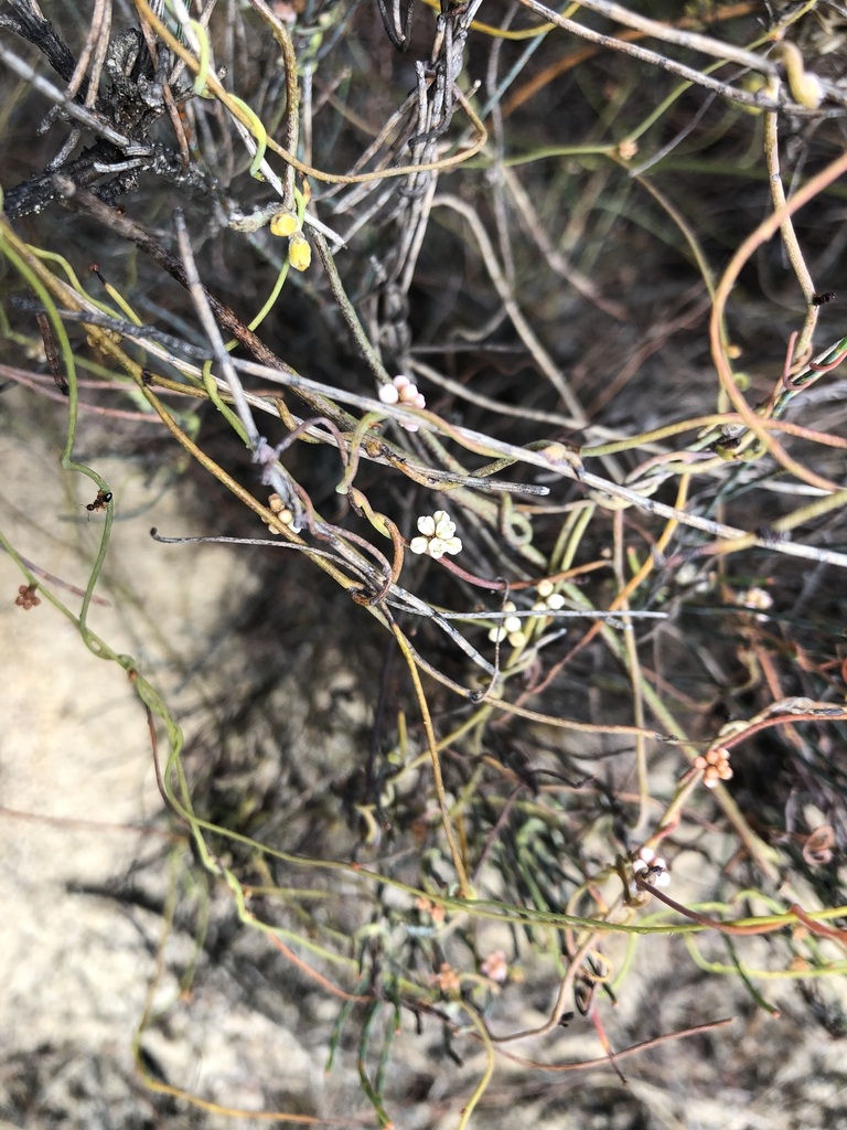 Slender Devil's Twine from Ngarkat SA 5302, Australia on December 26 ...