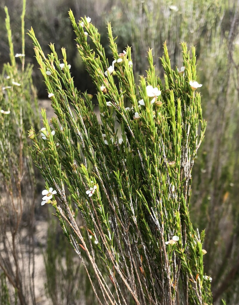 Broom Baeckea from Ngarkat SA 5302, Australia on December 26, 2023 at ...