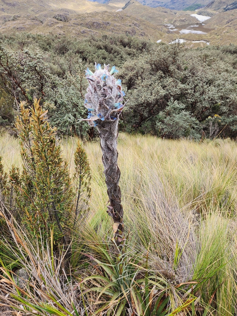 Puyopsis in December 2023 by invernity · iNaturalist
