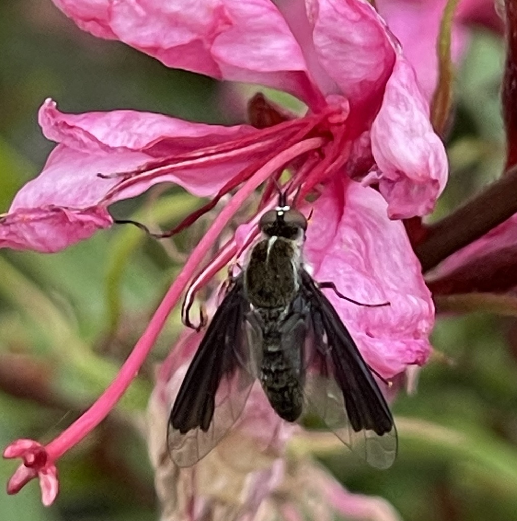 Geron from C424, Pakenham Upper, VIC, AU on December 26, 2023 at 02:07 ...