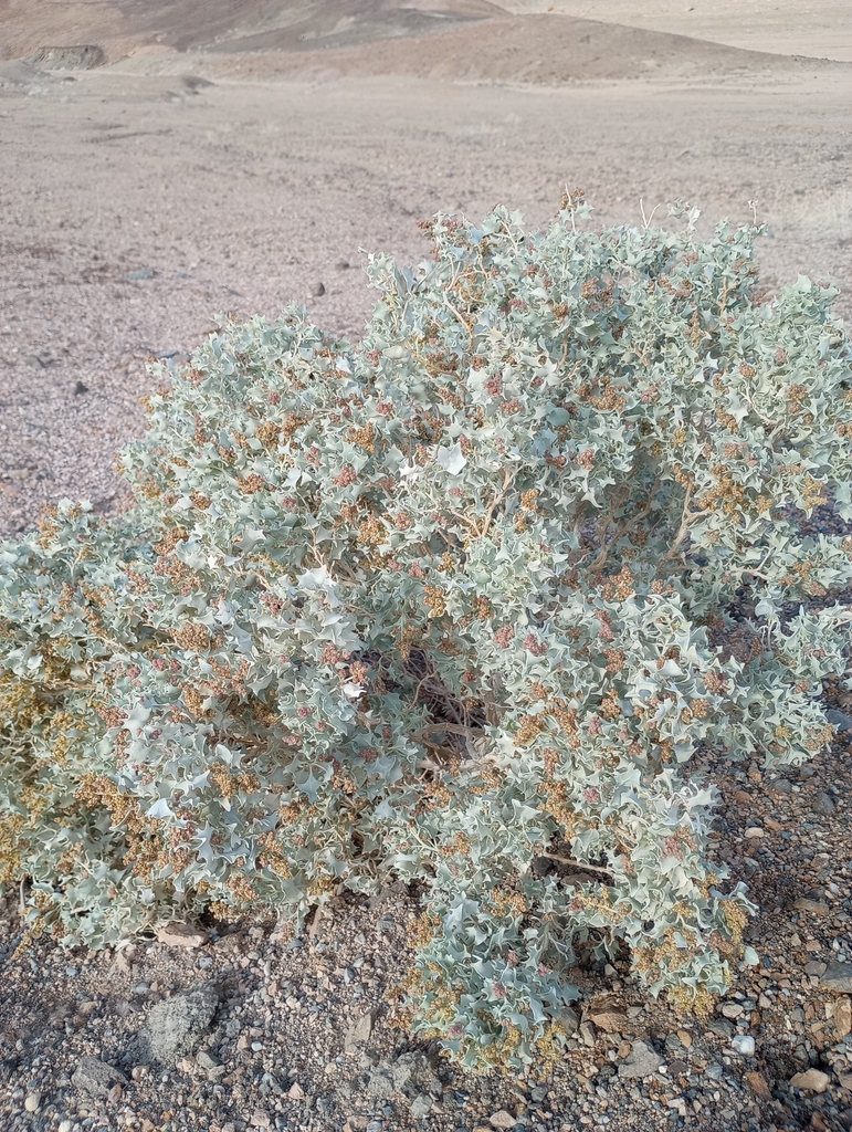 Desert Holly from Death Valley National Park, Inyo County, US-CA, US on ...
