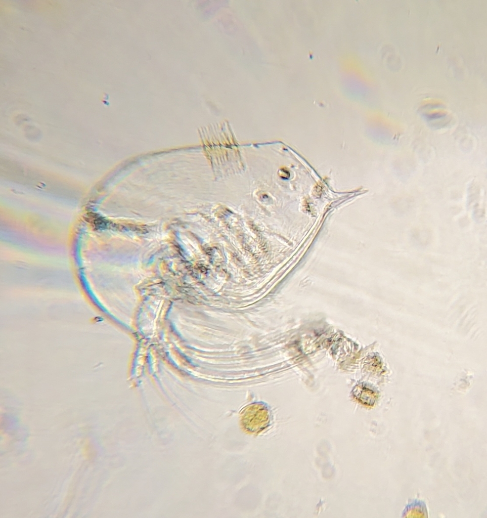 Bosminidae from Apple Valley, CA, USA on December 25, 2023 at 07:18 PM ...