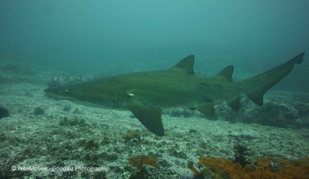 Sand Tiger Shark from Long Reef on December 24, 2023 by Pete McGee ...