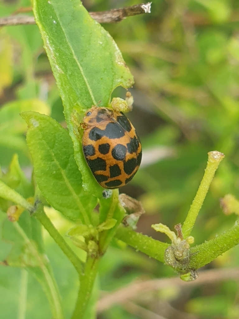 Hadda Beetle from Botany Bay, AU-NS-RA, AU-NS, AU on December 26, 2023 ...