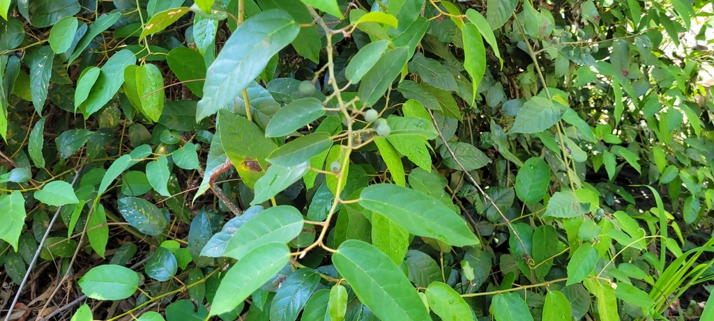 Kangaroo Vine in December 2023 by messy_jessy · iNaturalist