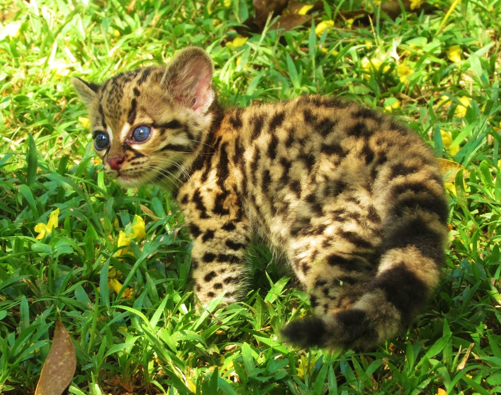 Margay in January 2016 by Roland Rumm · iNaturalist