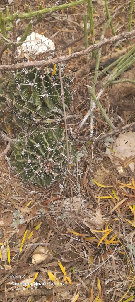 Miniature Barrel Cactus from Acuña, Coah., México on December 25, 2023 ...