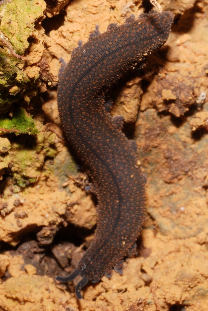 New Zealand Peripatus in December 2023 by Uwe Schneehagen · iNaturalist