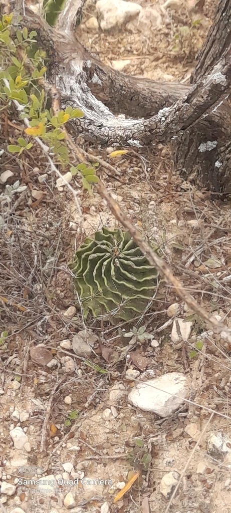 Miniature Barrel Cactus from Acuña, Coahuila, Mexico on December 25 ...