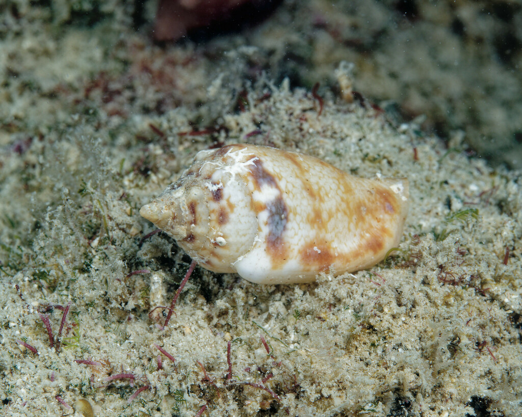 Spotted Stromb from Honolulu County, HI, USA on December 23, 2023 at 10 ...