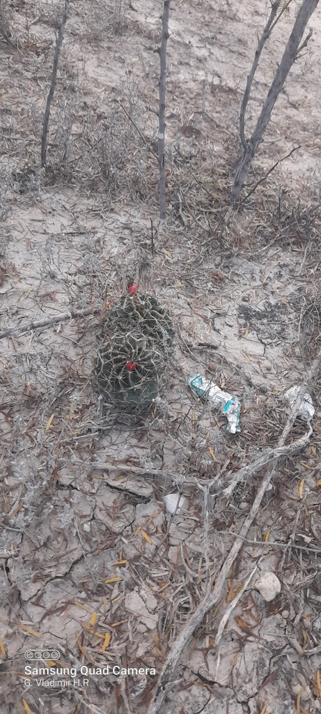 Miniature Barrel Cactus from Acuña, Coah., México on December 25, 2023 ...