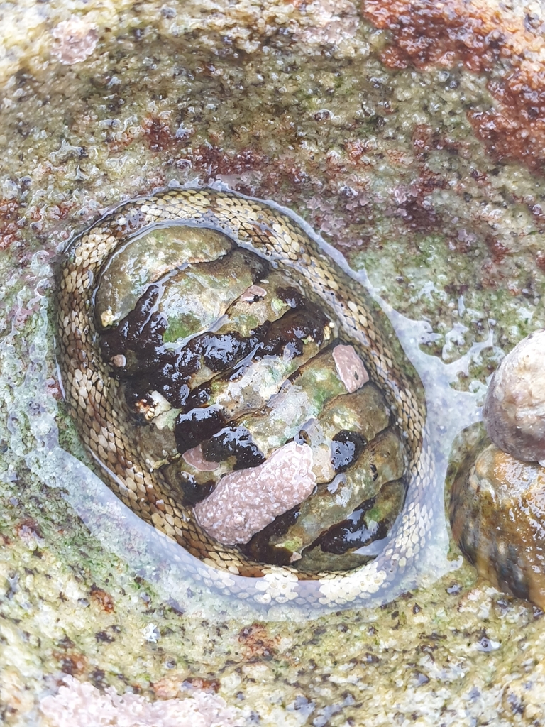 Snakeskin Chiton from Sydney NSW, Australia on December 26, 2023 at 03: ...