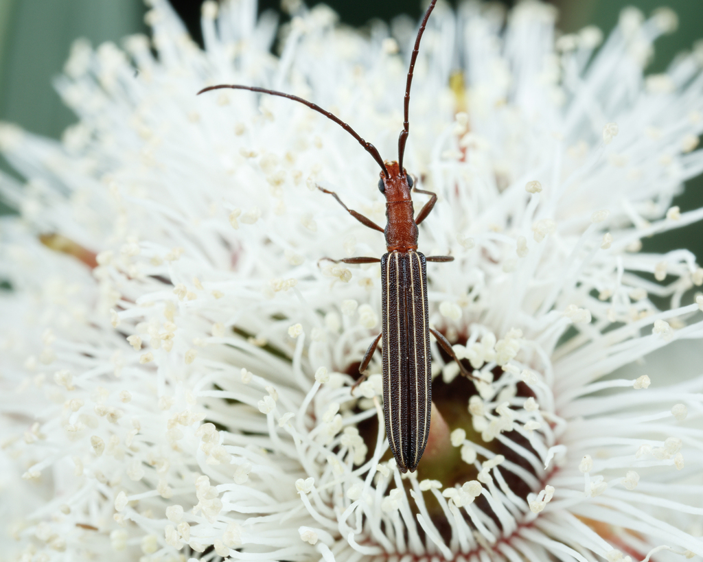 Syllitus from Australia; Victoria; Mount Martha; Harrap Road on ...