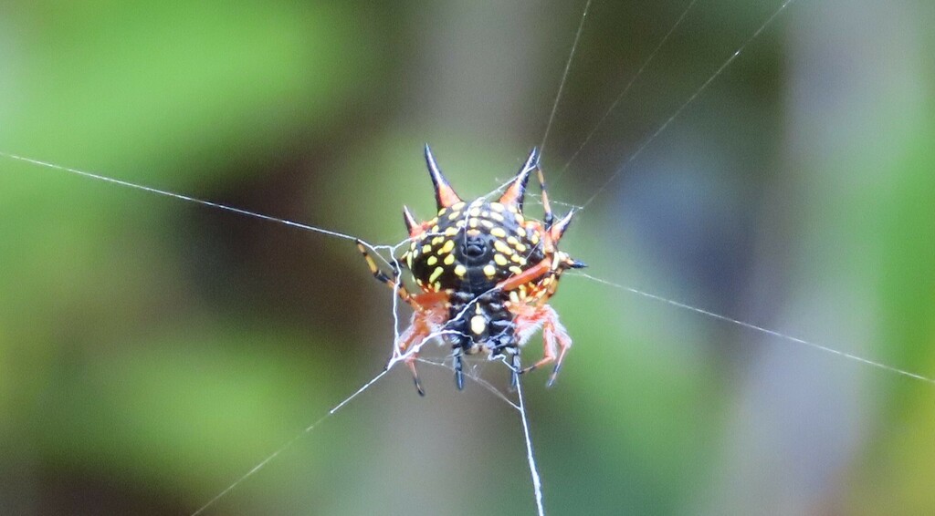 Christmas Jewel Spider from Newcastle NSW, Australia on December 24 ...