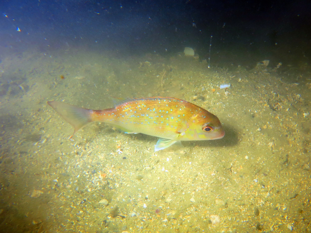 Australasian Snapper from Wellington, NZ-WG, NZ on April 4, 2019 at 07: ...