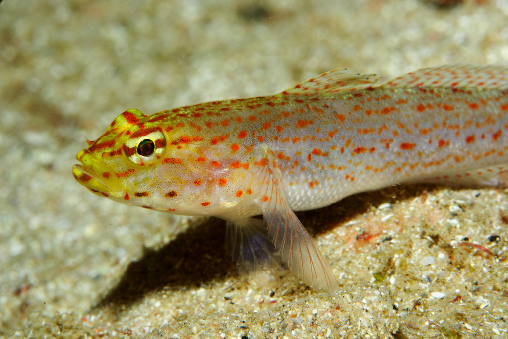 Gobies (Gobiidae) - Marine Life Identification