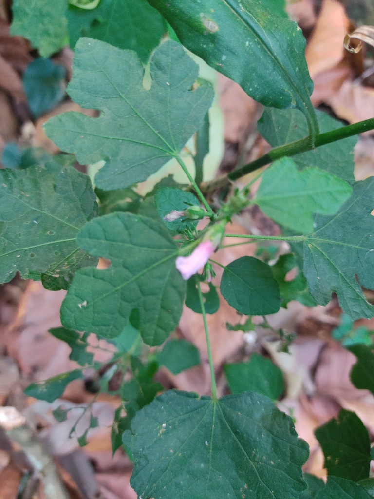 Caesar weed from Kottayam, Kerala, India on December 23, 2023 at 05:01 ...
