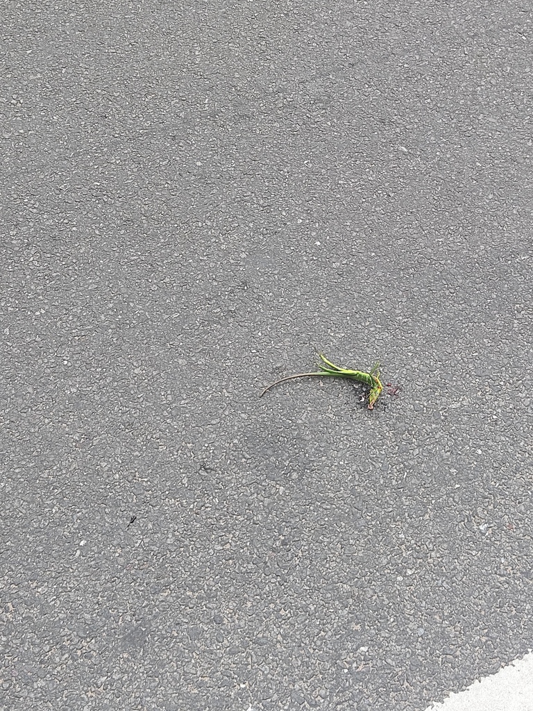 Common Green Forest Lizard from Kochuveli, Thiruvananthapuram, Kerala ...