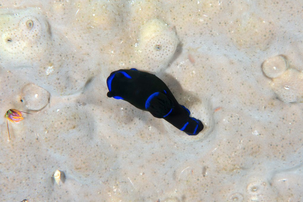 Gloomy Nudibranch from Cook, QLD, Australia on November 28, 2023 at 08: ...