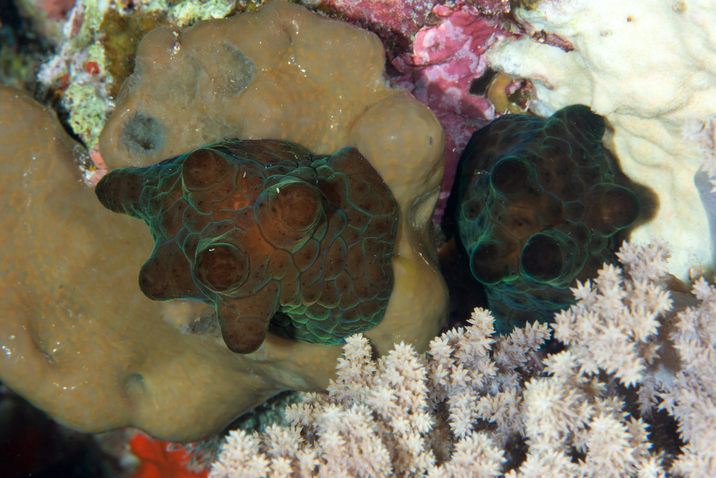 Velutin Snail from Cook, QLD, Australia on November 28, 2023 at 08:50 ...