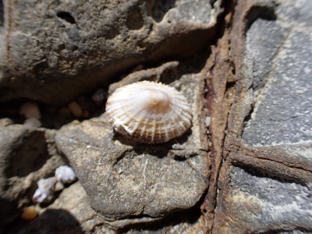 Cap-shaped False Limpet from Woolgoolga NSW 2456, Australia on December ...