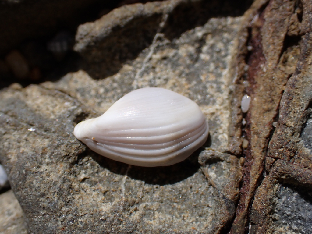 Corbula smithiana from Woolgoolga NSW 2456, Australia on December 26, 2023 at 02:20 PM by ...