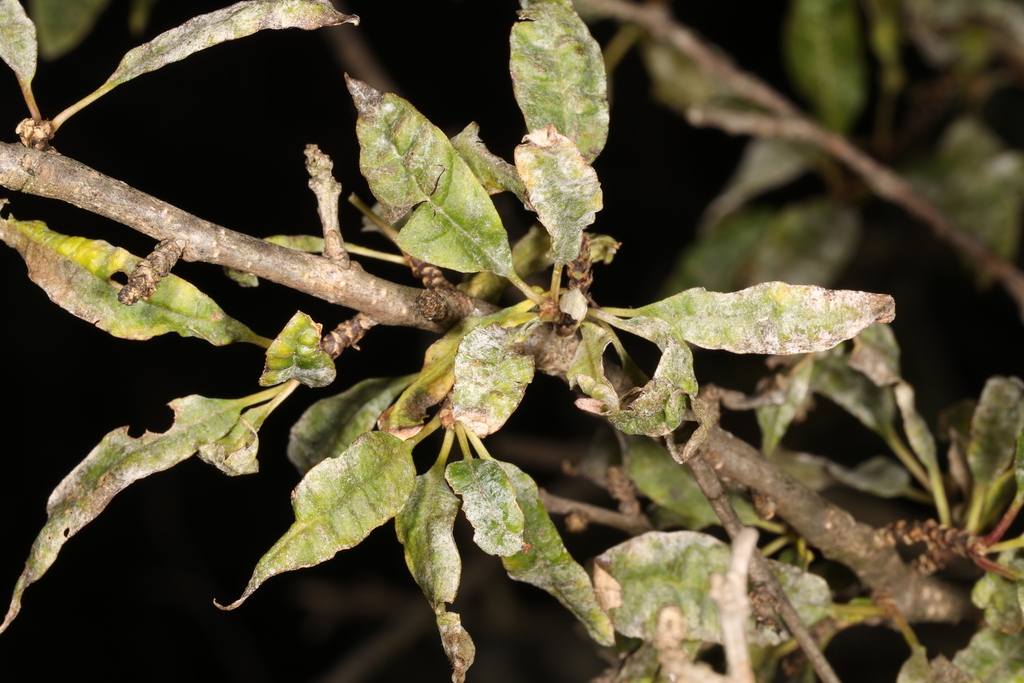 Apple Powdery Mildew from Hammond, IN 46323, USA on October 19, 2022 at ...