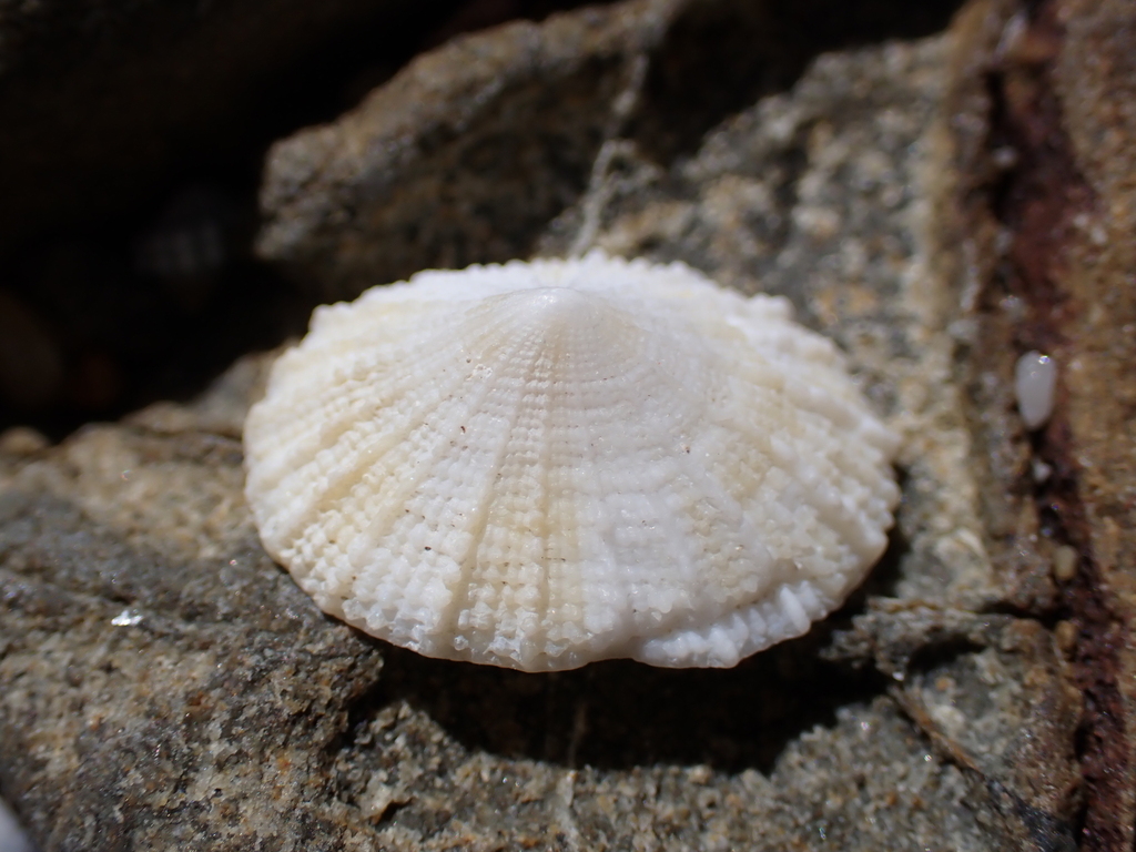 Cap-shaped False Limpet from Woolgoolga NSW 2456, Australia on December ...