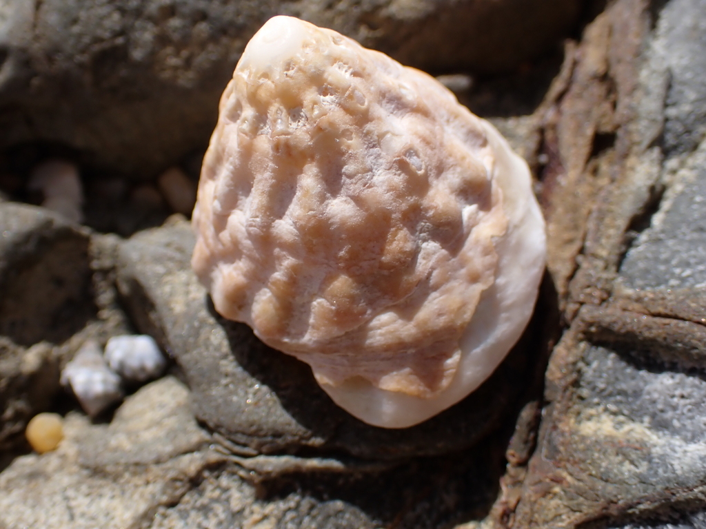 Common Tent Shell from Woolgoolga NSW 2456, Australia on December 26 ...