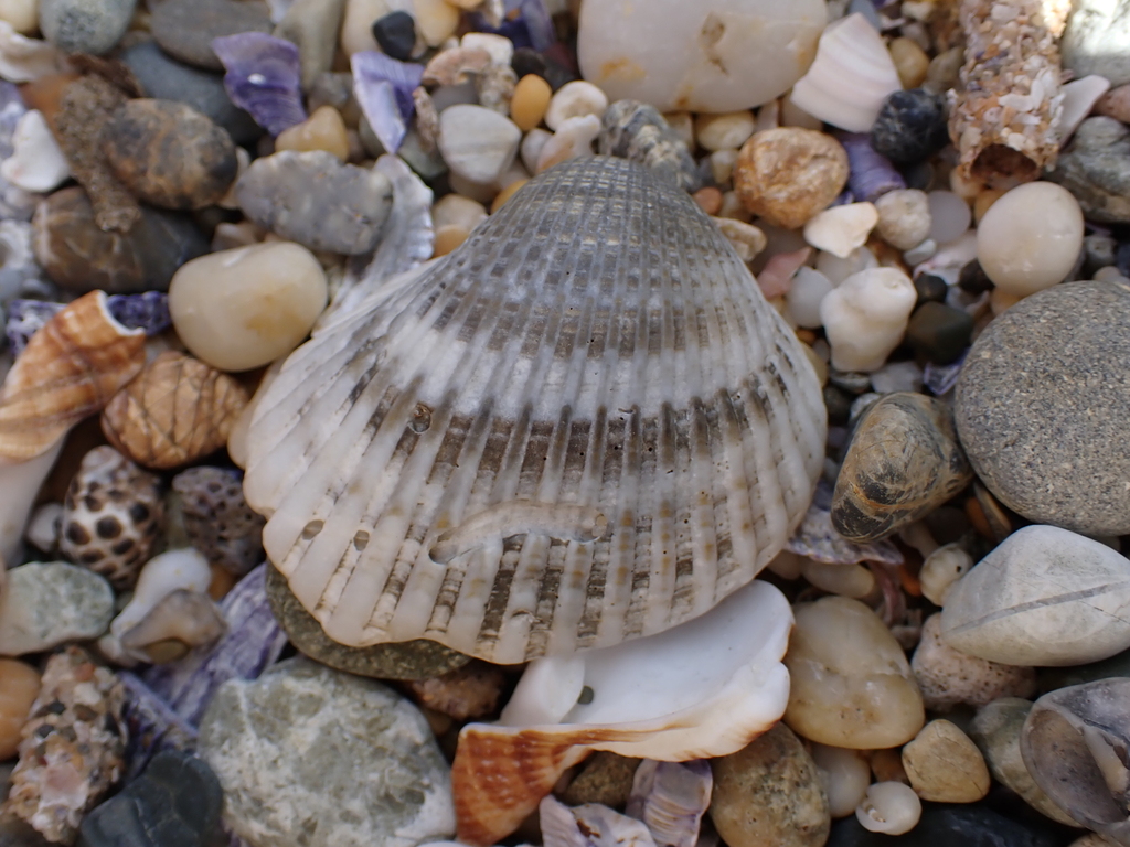 Sydney Cockle from Woolgoolga NSW 2456, Australia on December 26, 2023 ...