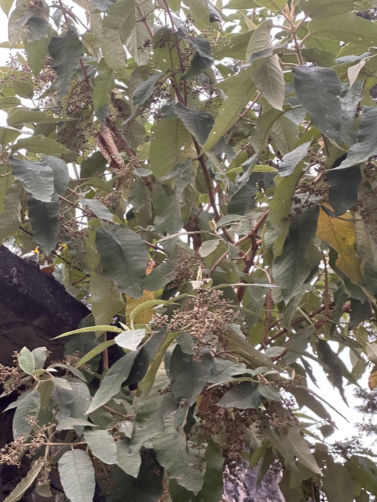 tepozan from Eucalipto, Tlalpan, CDMX, MX on December 16, 2023 at 10:52 ...