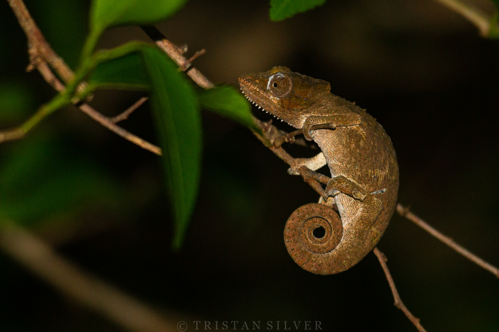Setaro's Dwarf Chameleon from uMkhanyakude District Municipality, South ...