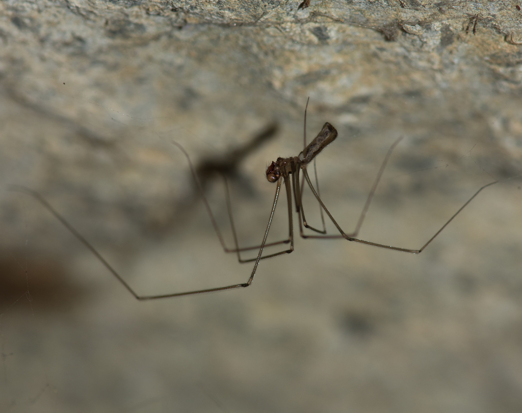 Pholcus fragillimus (SPIDERS OF SRI LANKA) · iNaturalist