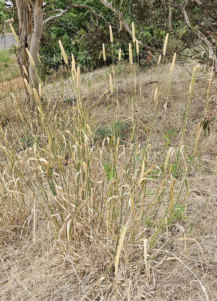 harding grass from Mitcham SA 5062, Australia on December 26, 2023 at ...