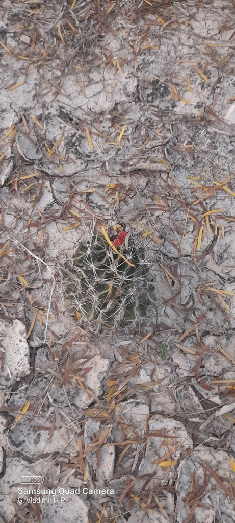 Miniature Barrel Cactus from Acuña, Coah., México on December 25, 2023 ...