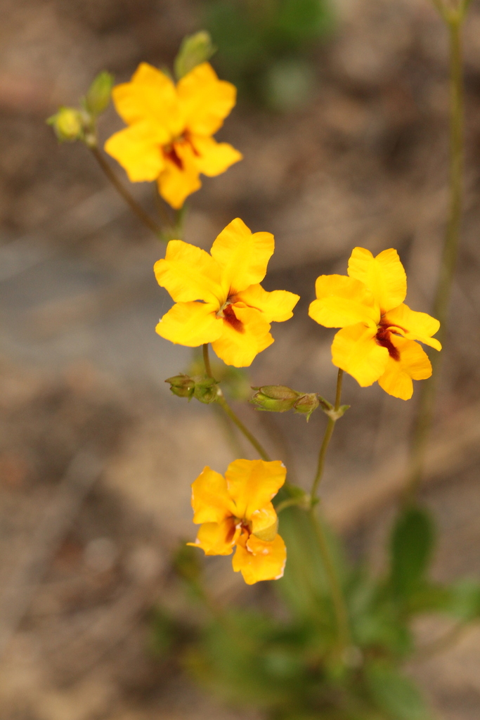 Common Velleia from Stirling Range National Park WA 6338, Australië on ...