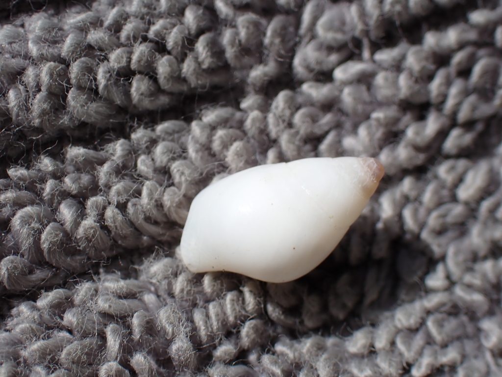 yellow-coated clusterwink from Woolgoolga NSW 2456, Australia on ...