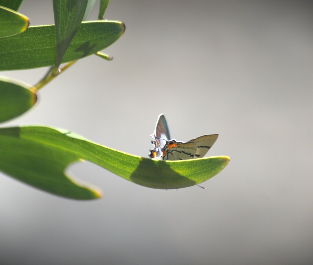 Common Imperial Blue from Riddells Creek VIC 3431, Australia on ...
