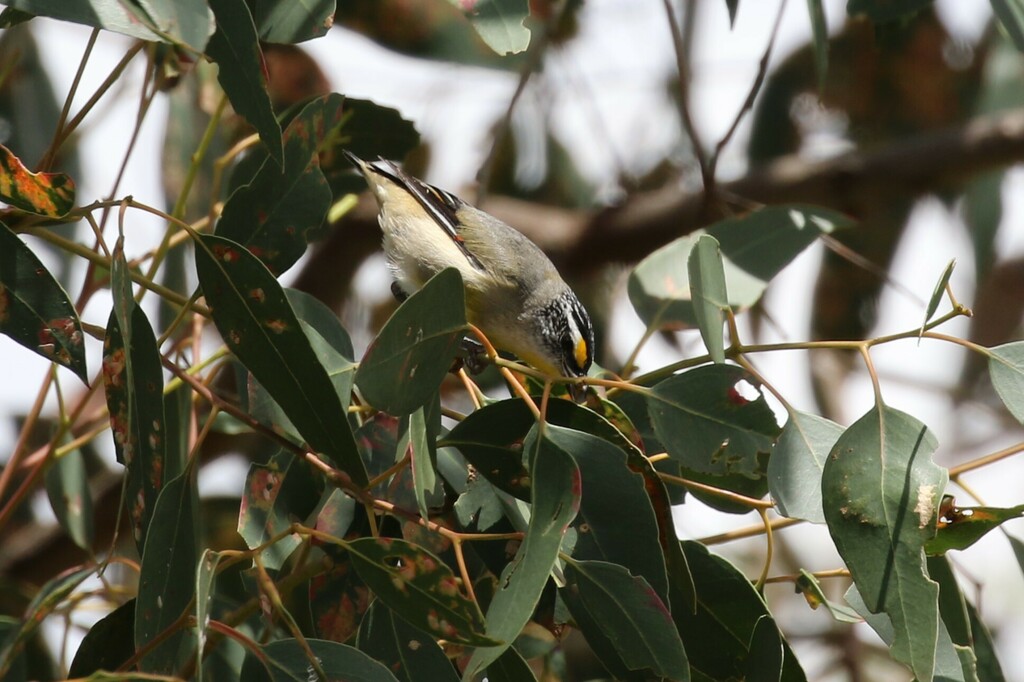 Striated Pardalote from Conder community wetlands, ACT, Australia on December 26, 2023 at 12:40 ...