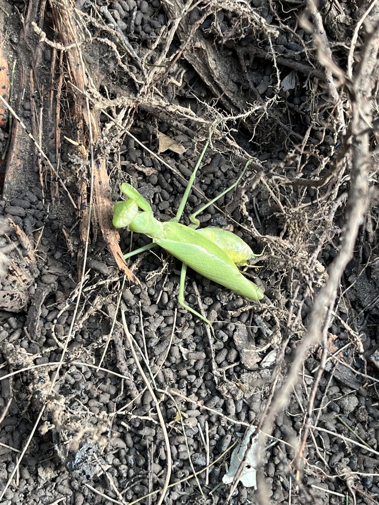 Giant Asian Mantis from Taiwan, Xiangshan District, HSZ, TW on December ...