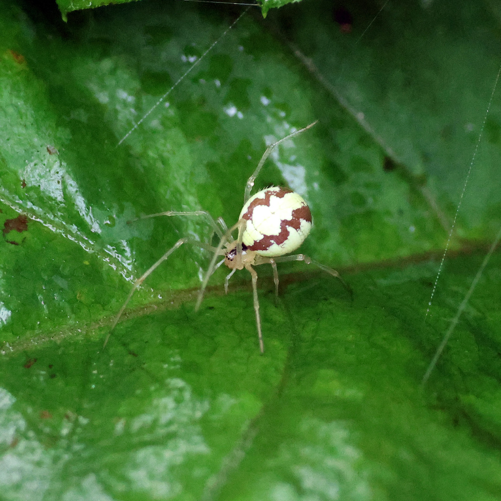 Typical Cobweb Spiders from North Olmsted, OH, USA on July 29, 2023 at ...