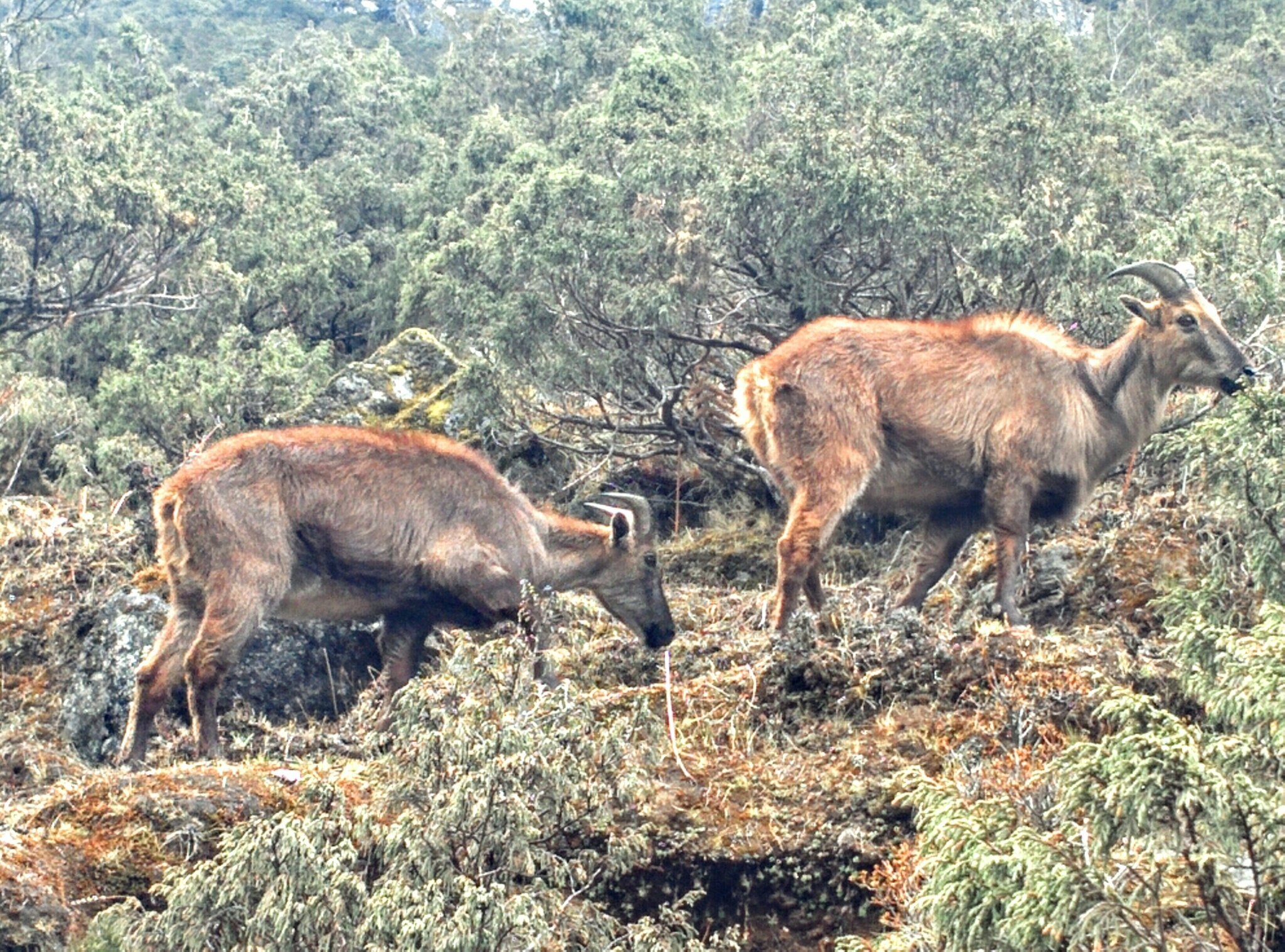 Himalayan Tahr Iucn Status