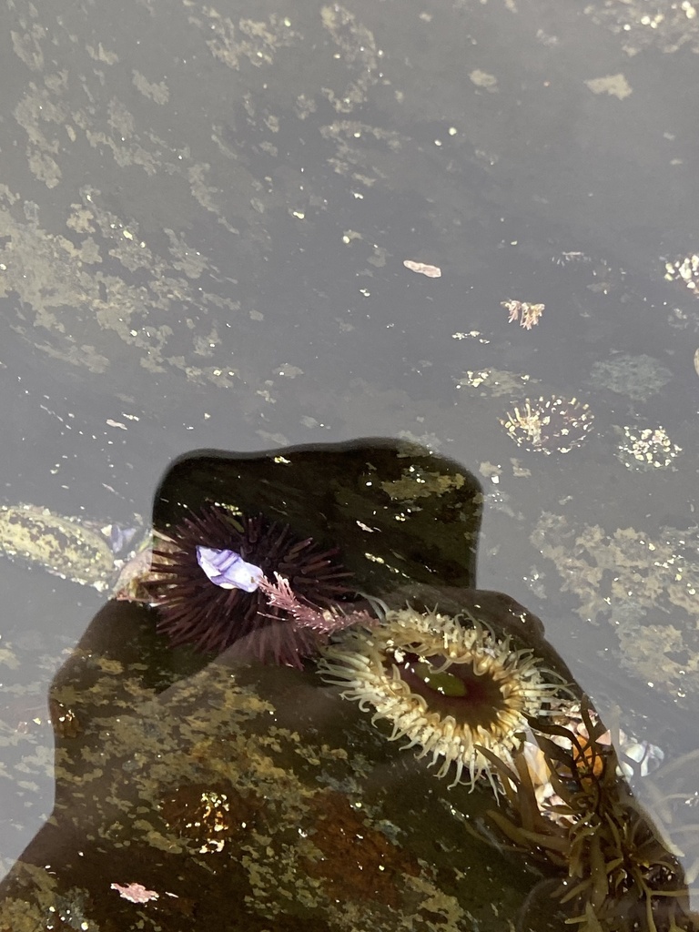 Western Pacific purple sea urchin from Kioloa, NSW, AU on August 5 ...