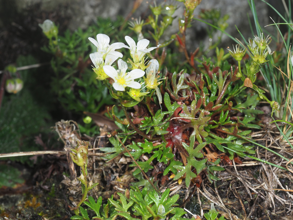 Saxifraga fragilis from Embalse de la Peña, Santa Maria de la Peña ...