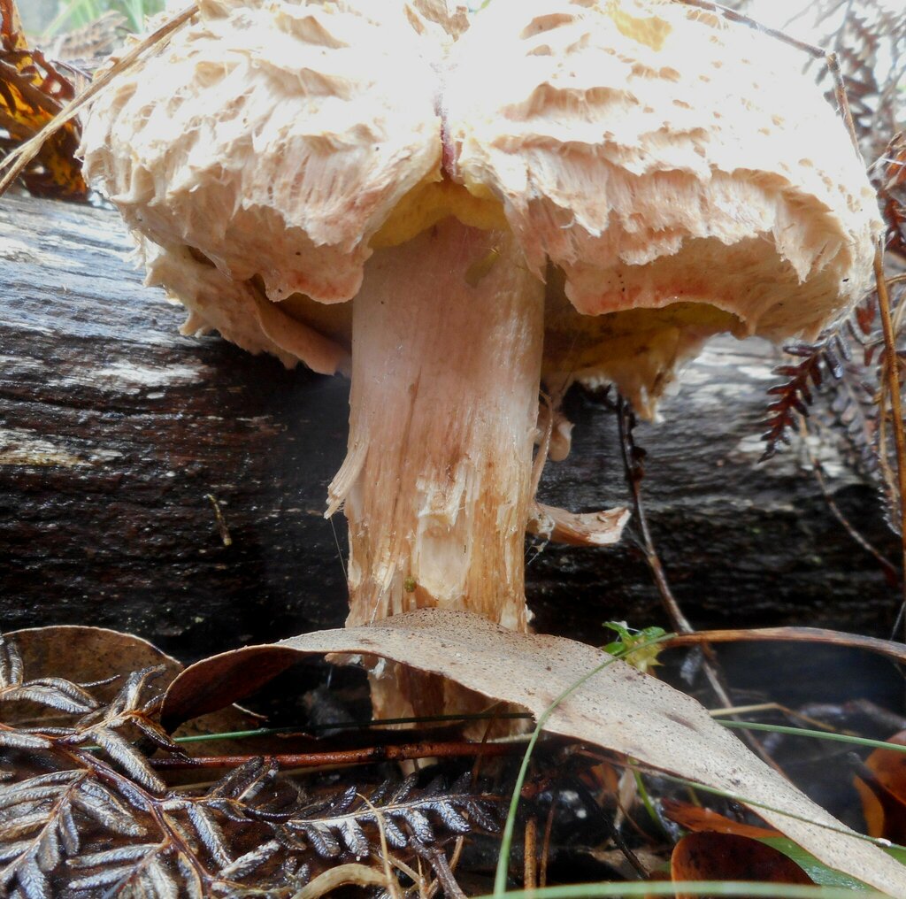 Boletellus from Glenelg - North, AU-VI, AU on December 26, 2023 by ...