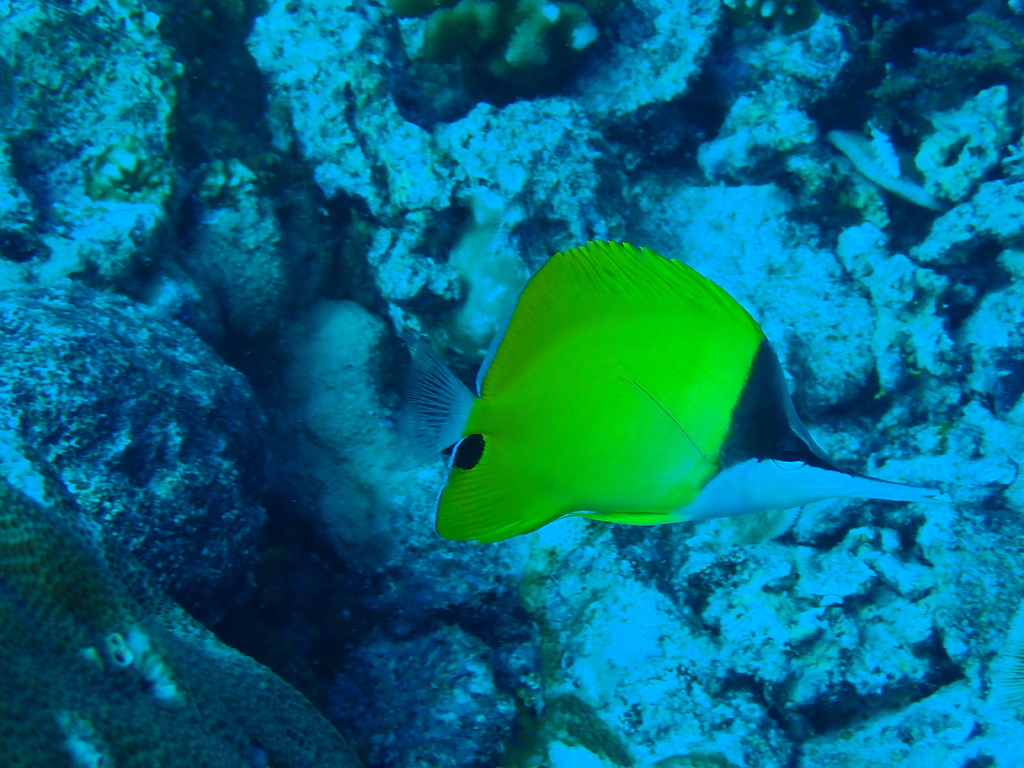 Forceps Butterflyfish from Butaritari, Kiribati on December 24, 2023 at ...