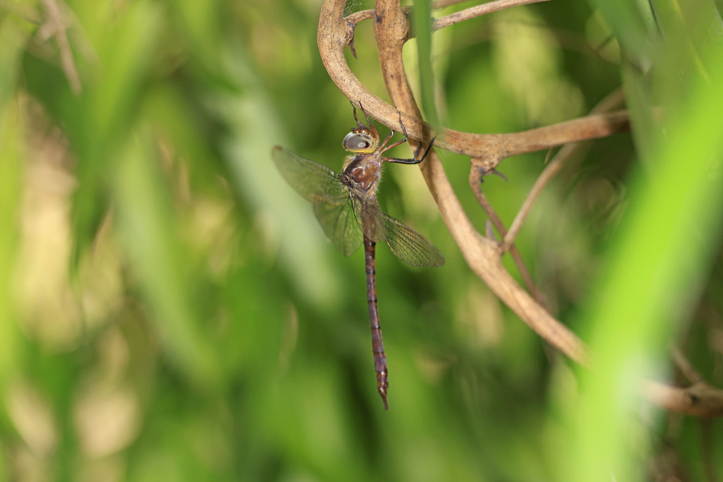Eastern Hawk from Enoggera Reservoir QLD 4520, Australia on December 26 ...