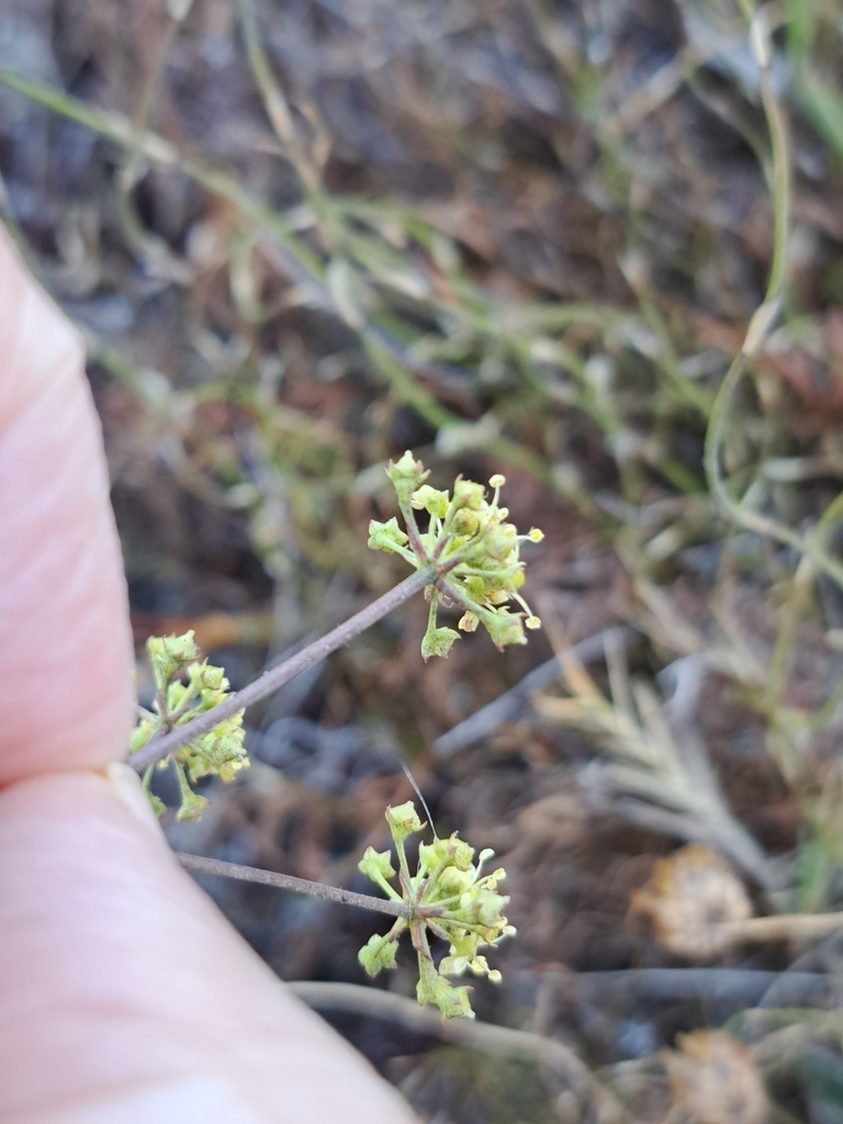 Apioideae from Rondebosch Common, Cape Town, 7700, South Africa on ...