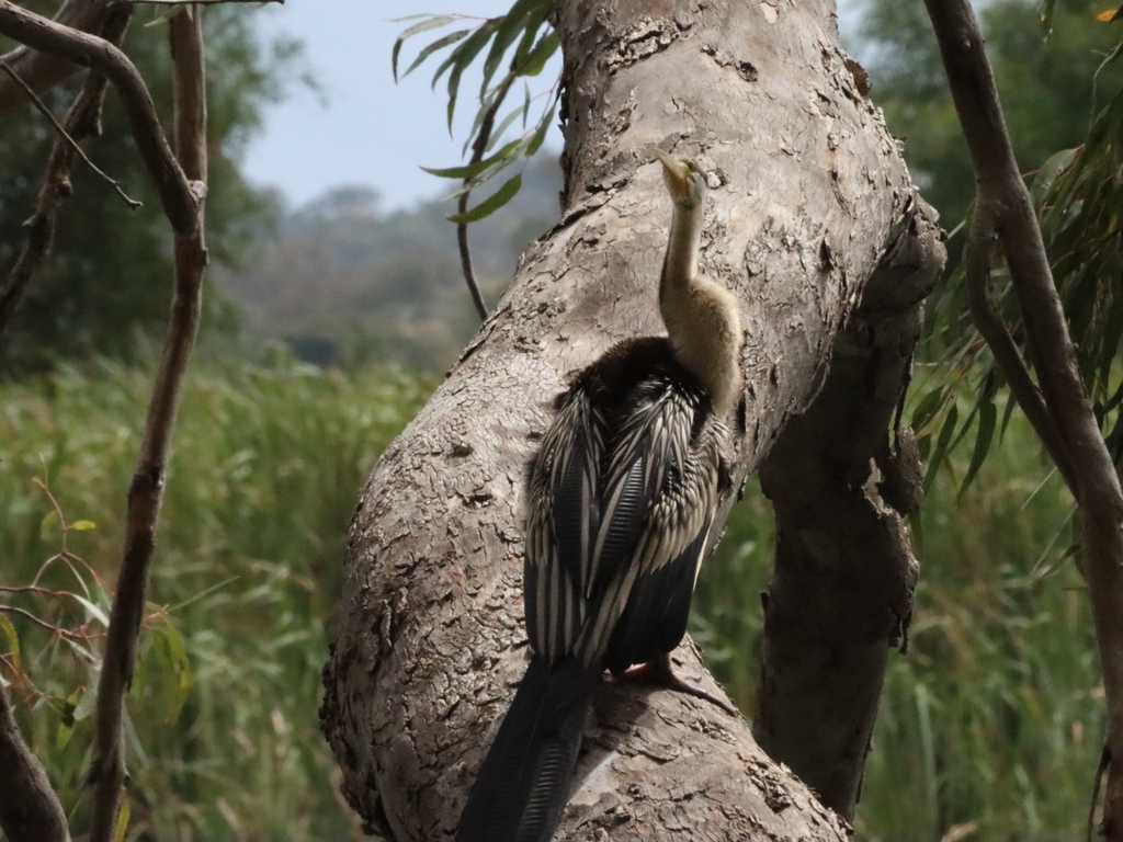 Australasian Darter from Hasler Rd Before Teakle Rd, Osborne Park WA ...
