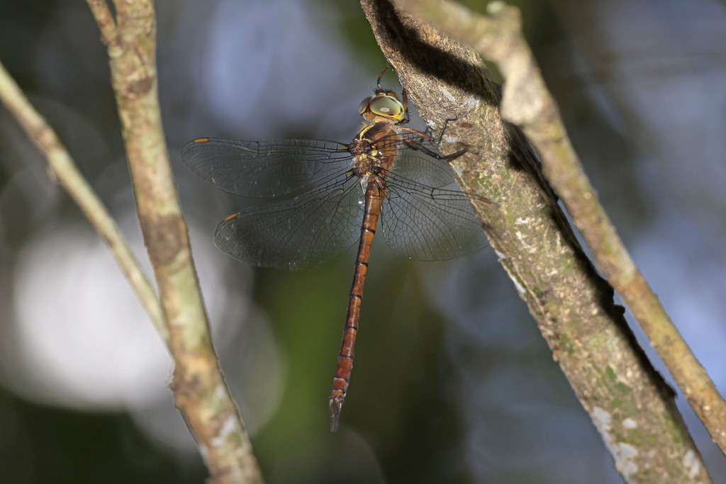 Eastern Hawk from Enoggera Reservoir QLD 4520, Australia on December 26 ...